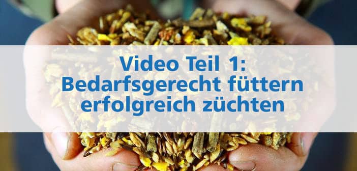 Video Teil 1: Bedarfsgerecht füttern – erfolgreich züchten - Pferdebetrieb