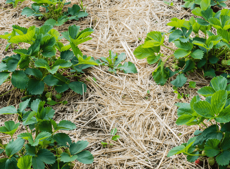 Pferdemist entsorgen: 5 Varianten zur Mistentsorgung - Pferdebetrieb