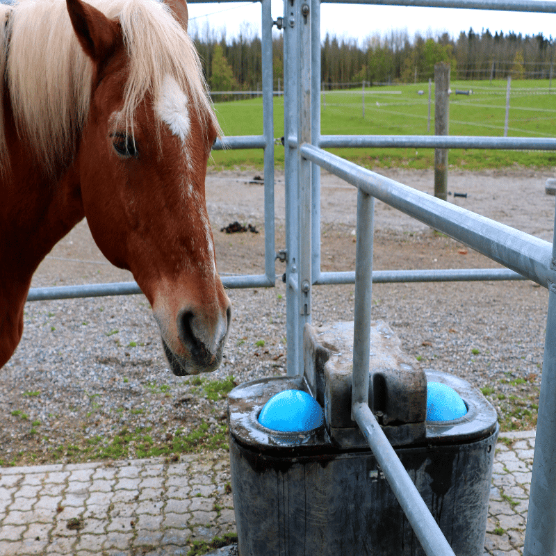 Frostsichere Tranken Fur Pferde